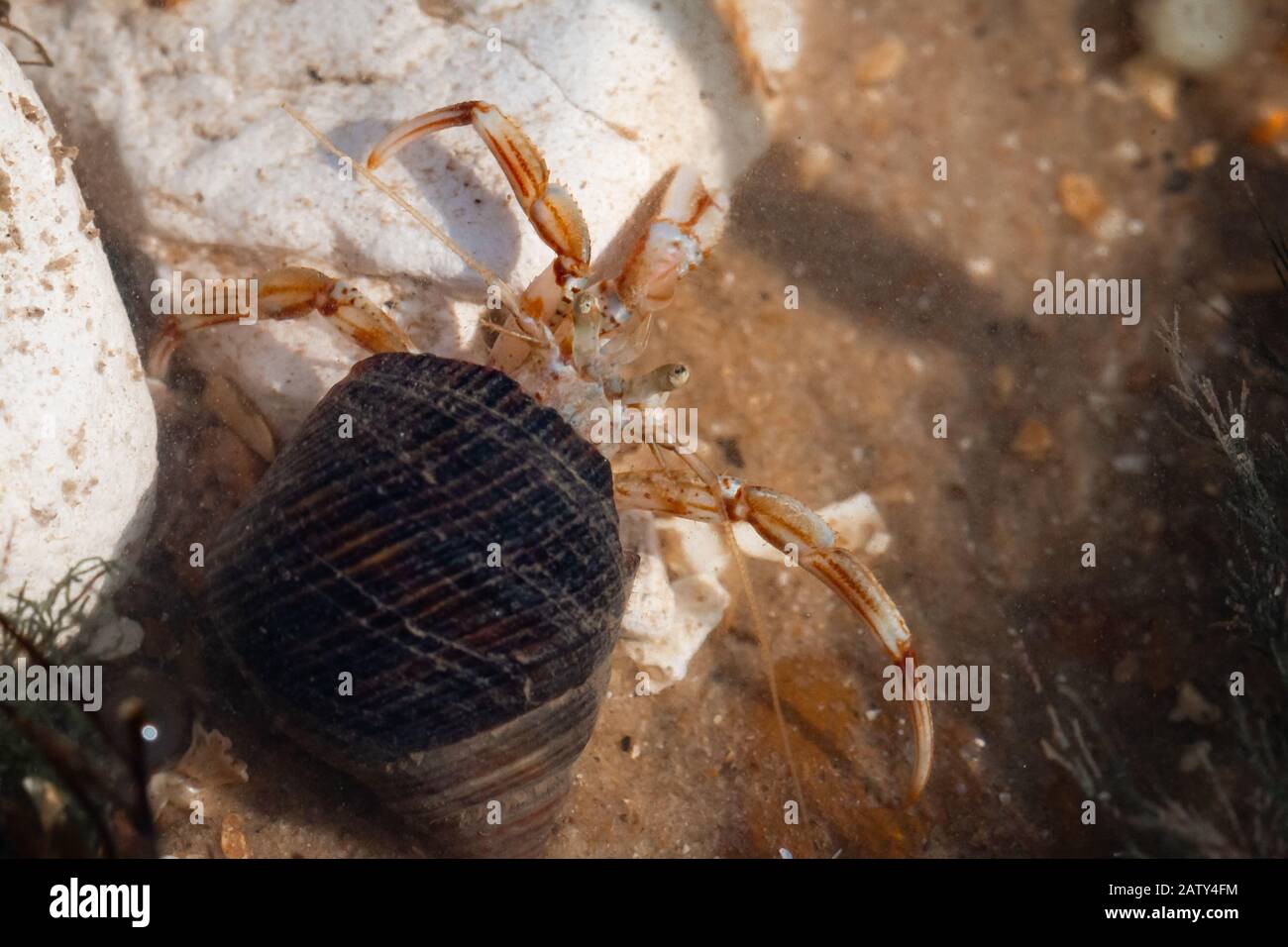 Invertebrate rock pool hi-res stock photography and images - Alamy