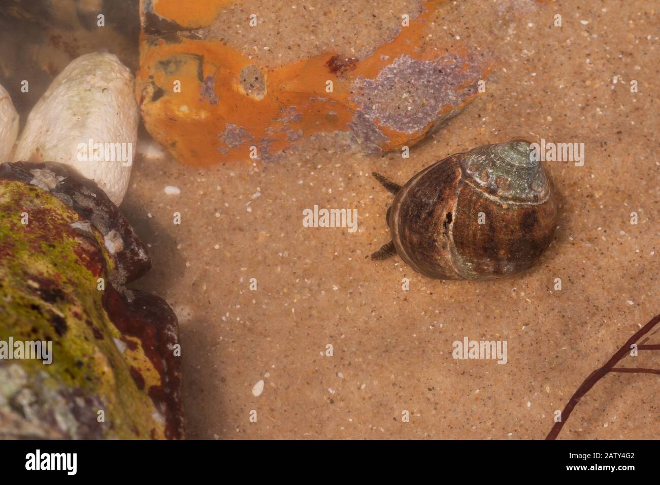 Invertebrate rock pool hi-res stock photography and images - Alamy