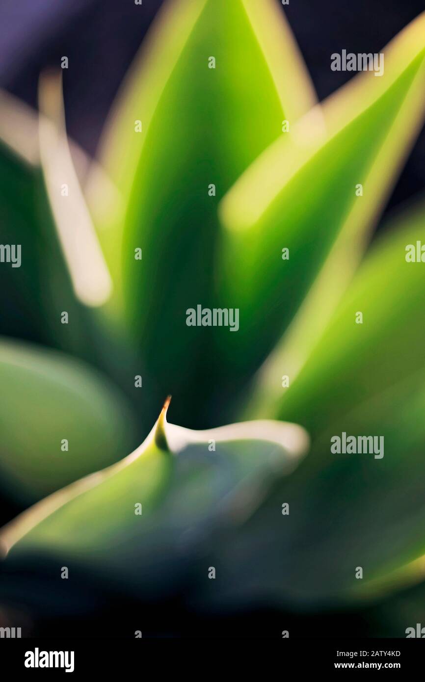Succulent with broad leaves hi-res stock photography and images - Alamy