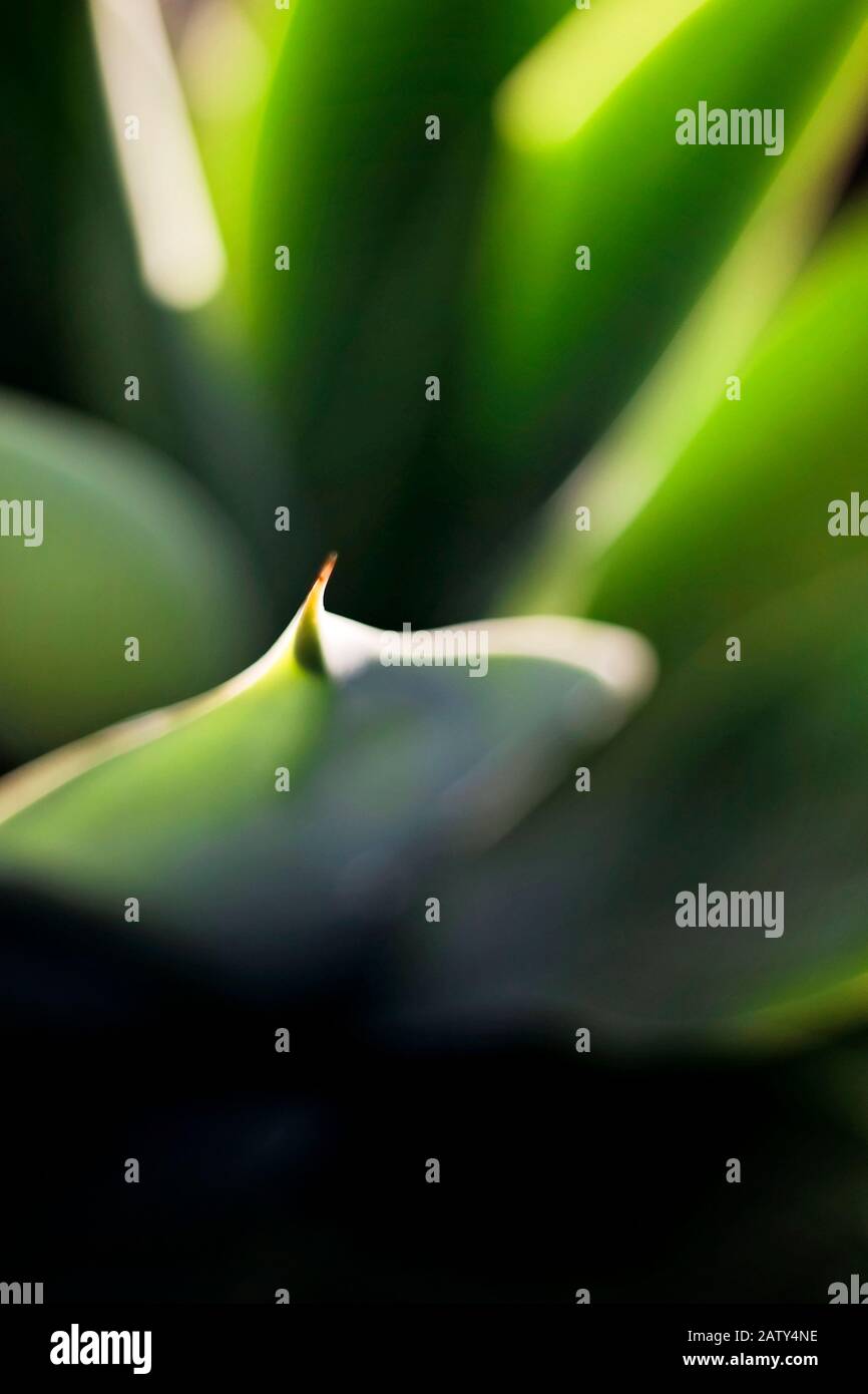 Succulent with broad leaves hi-res stock photography and images - Alamy