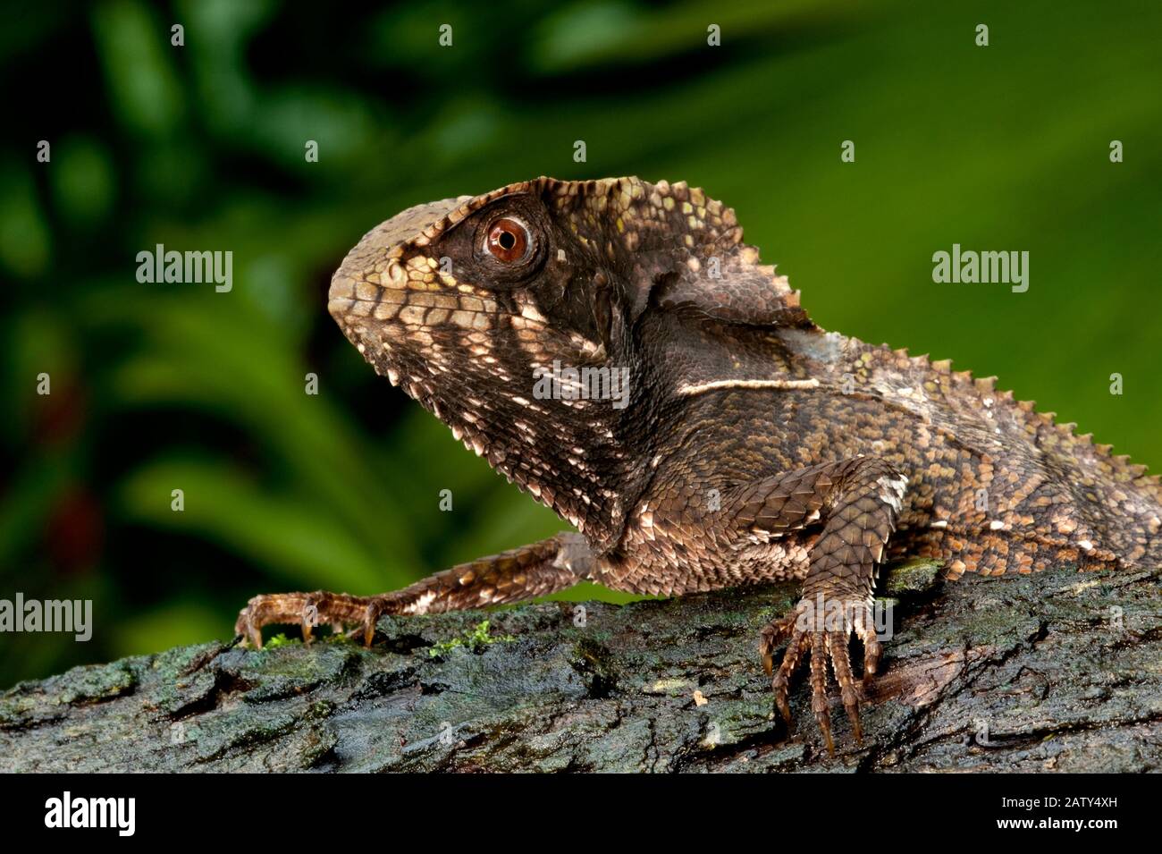 Smoooth Casque-Headed lizard (Corytophanes cristatus), Darien ...