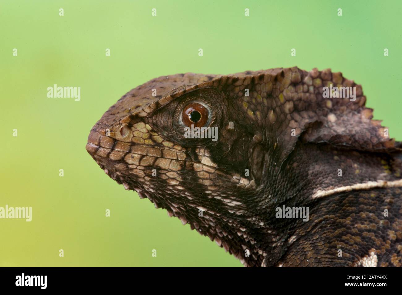 Smoooth Casque-Headed lizard (Corytophanes cristatus), Darien ...