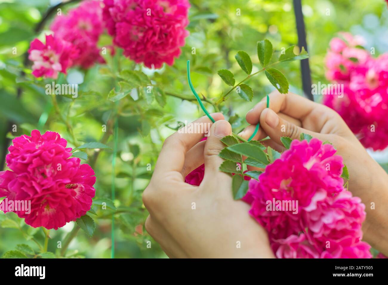 Hands tying branches with weaving rose flowers on fence hi-res stock ...