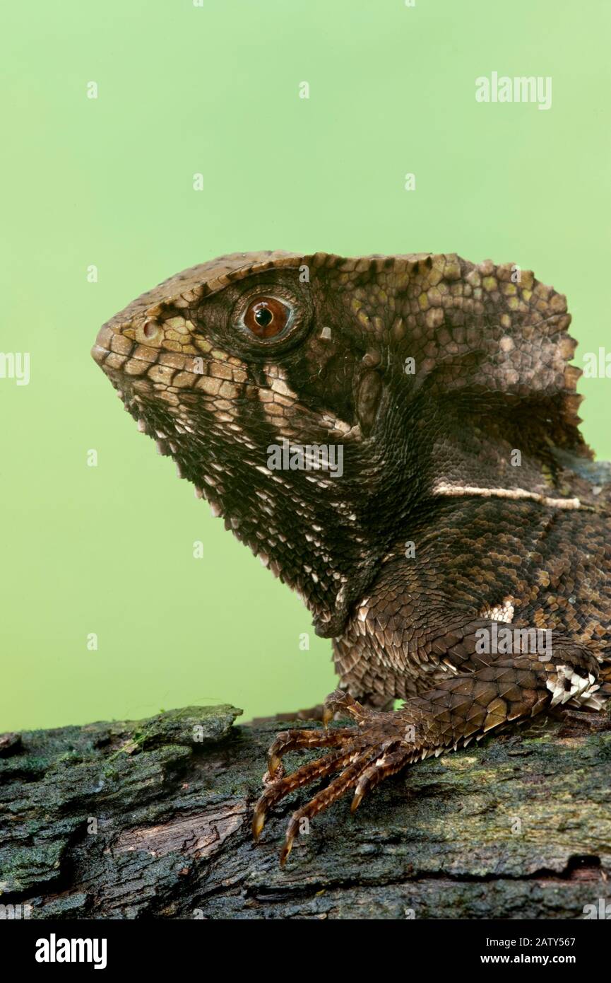 Smoooth Casque-Headed lizard (Corytophanes cristatus), Darien ...