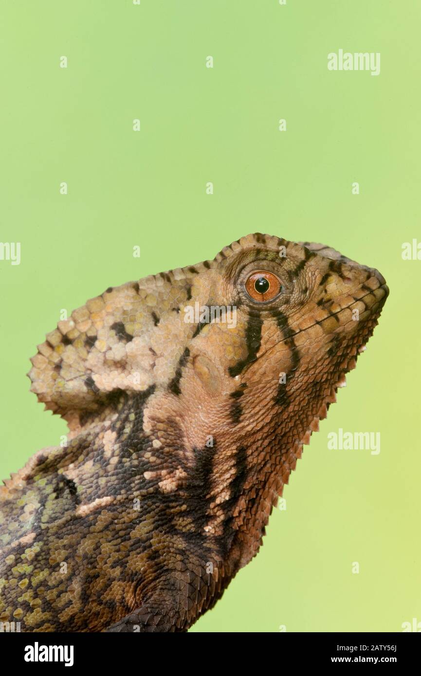 Smoooth Casque-Headed lizard (Corytophanes cristatus), Darien ...