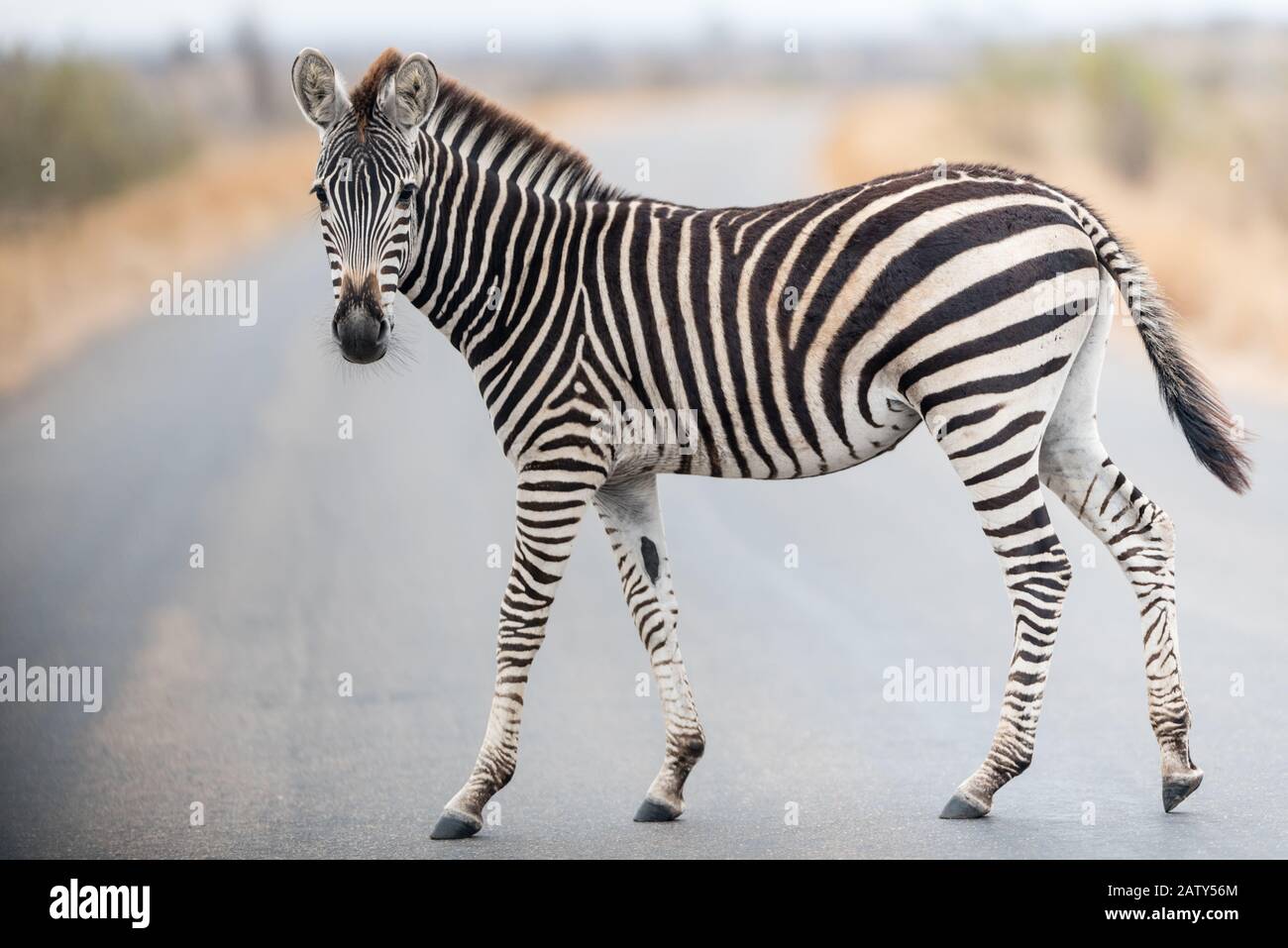 Zebra portrait in the wildrness Stock Photo - Alamy