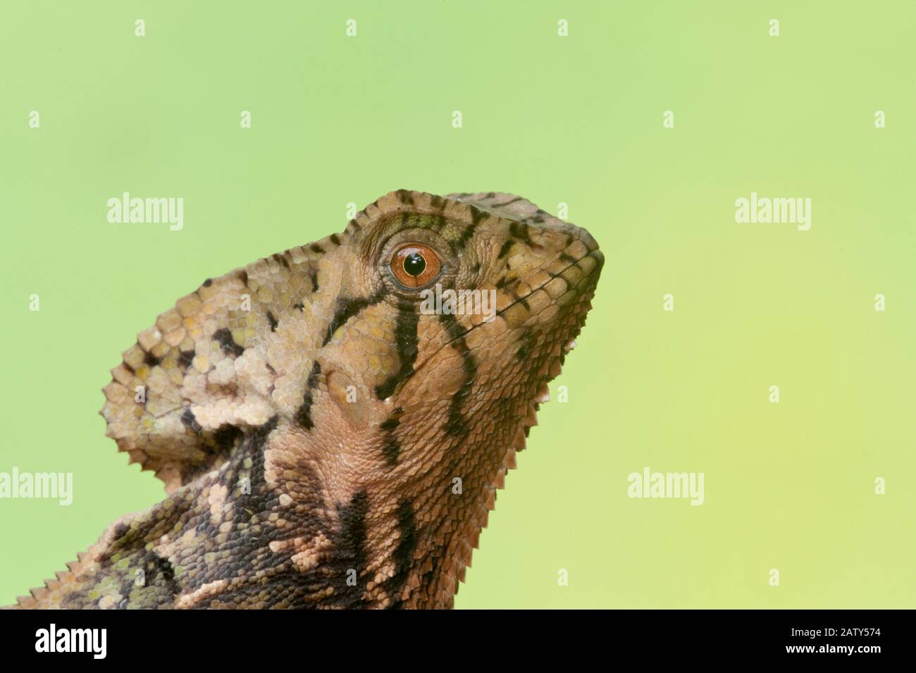 Smoooth Casque-Headed lizard (Corytophanes cristatus), Darien ...