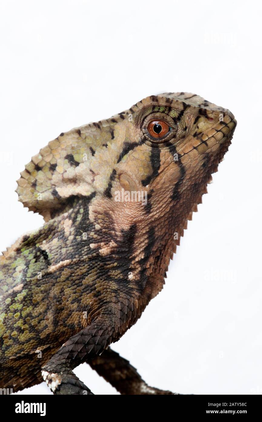 Smoooth Casque-Headed lizard (Corytophanes cristatus), Darien ...