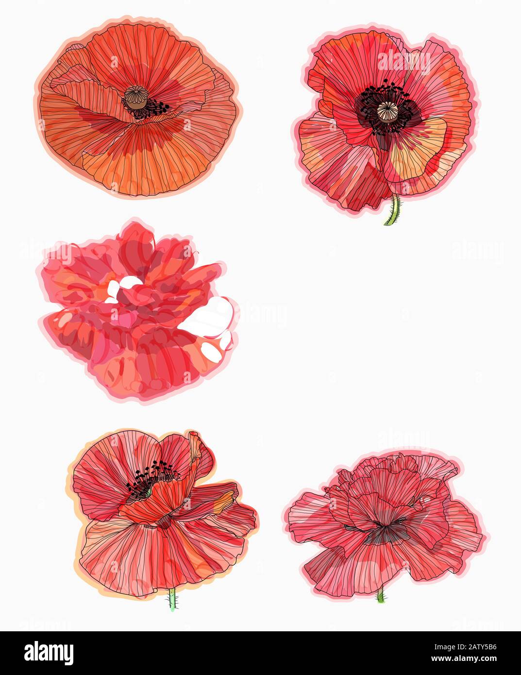 Ink, pencil, watercolor poppy flower sketch. Hand drawn nature painting ...