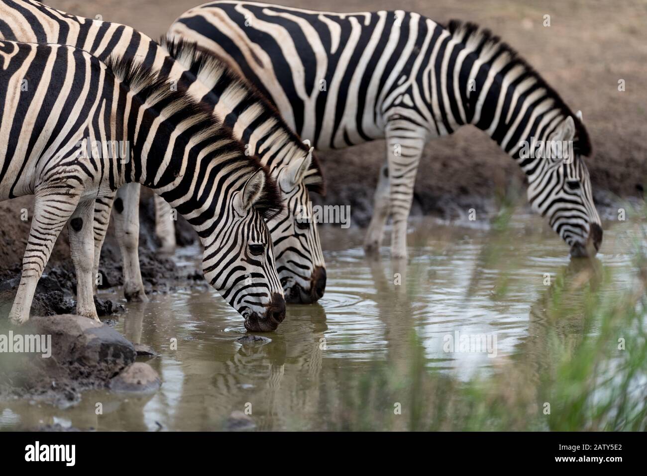 Zebra Drinking Water Drawing