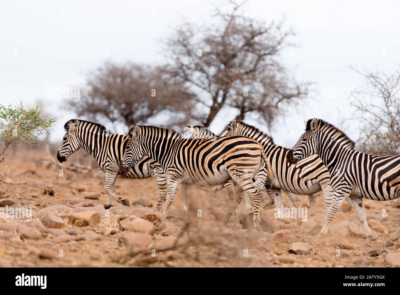 Zebra portrait in the wilderness Stock Photo - Alamy
