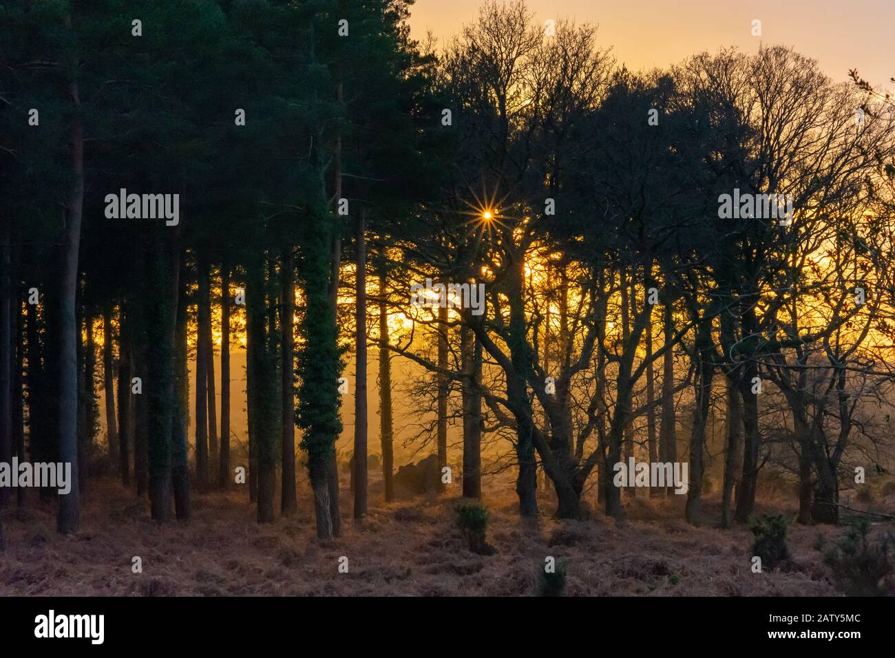 Shining through trees hi-res stock photography and images - Alamy