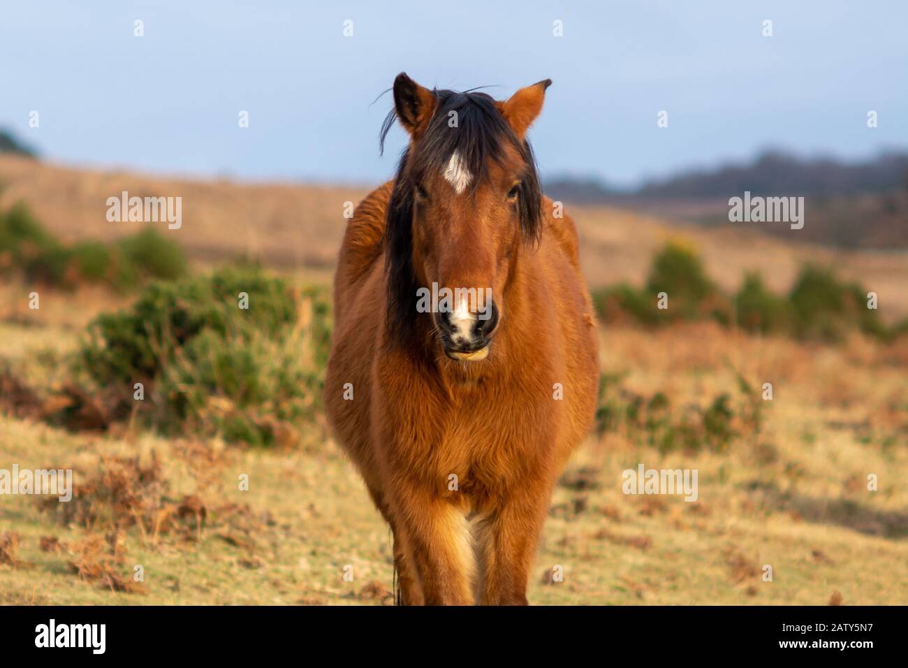 Portrait of brown pony hi-res stock photography and images - Alamy