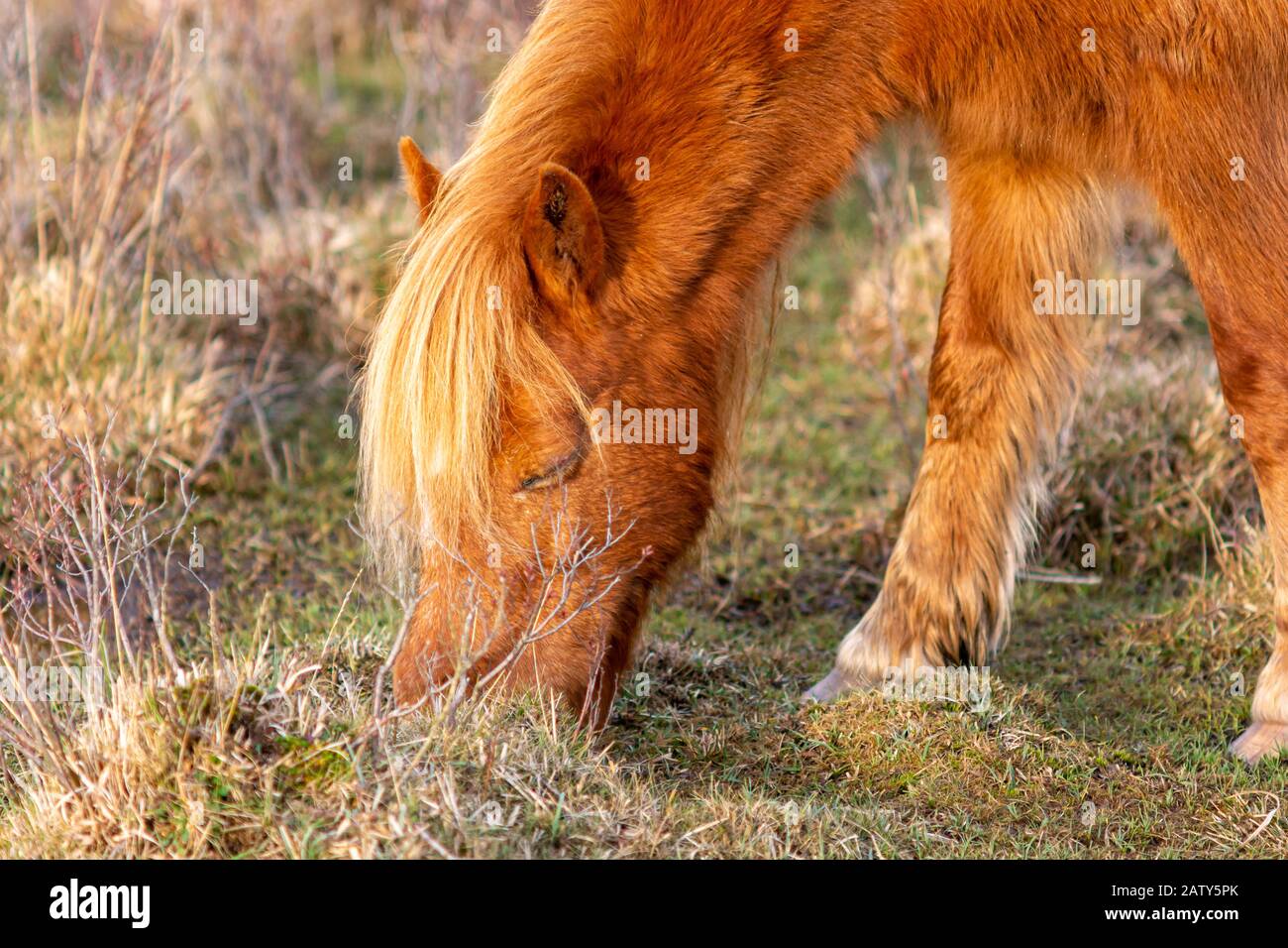 Golden brown hi-res stock photography and images - Alamy