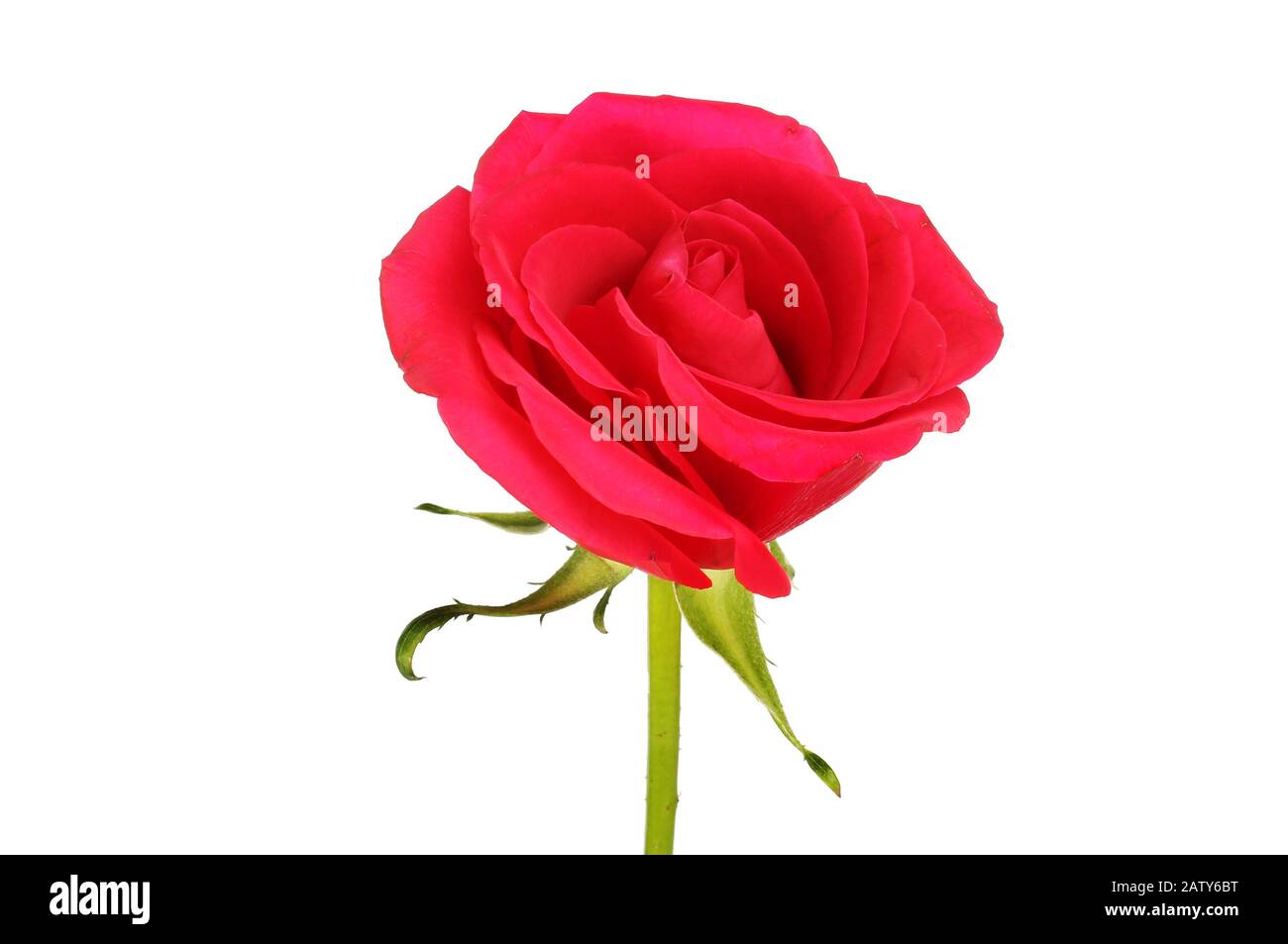 Single red rose isolated against white Stock Photo - Alamy