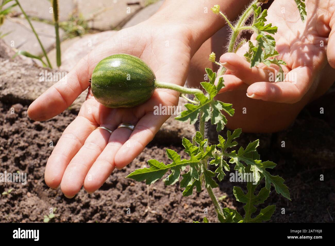 Hand melon farm hi-res stock photography and images - Alamy