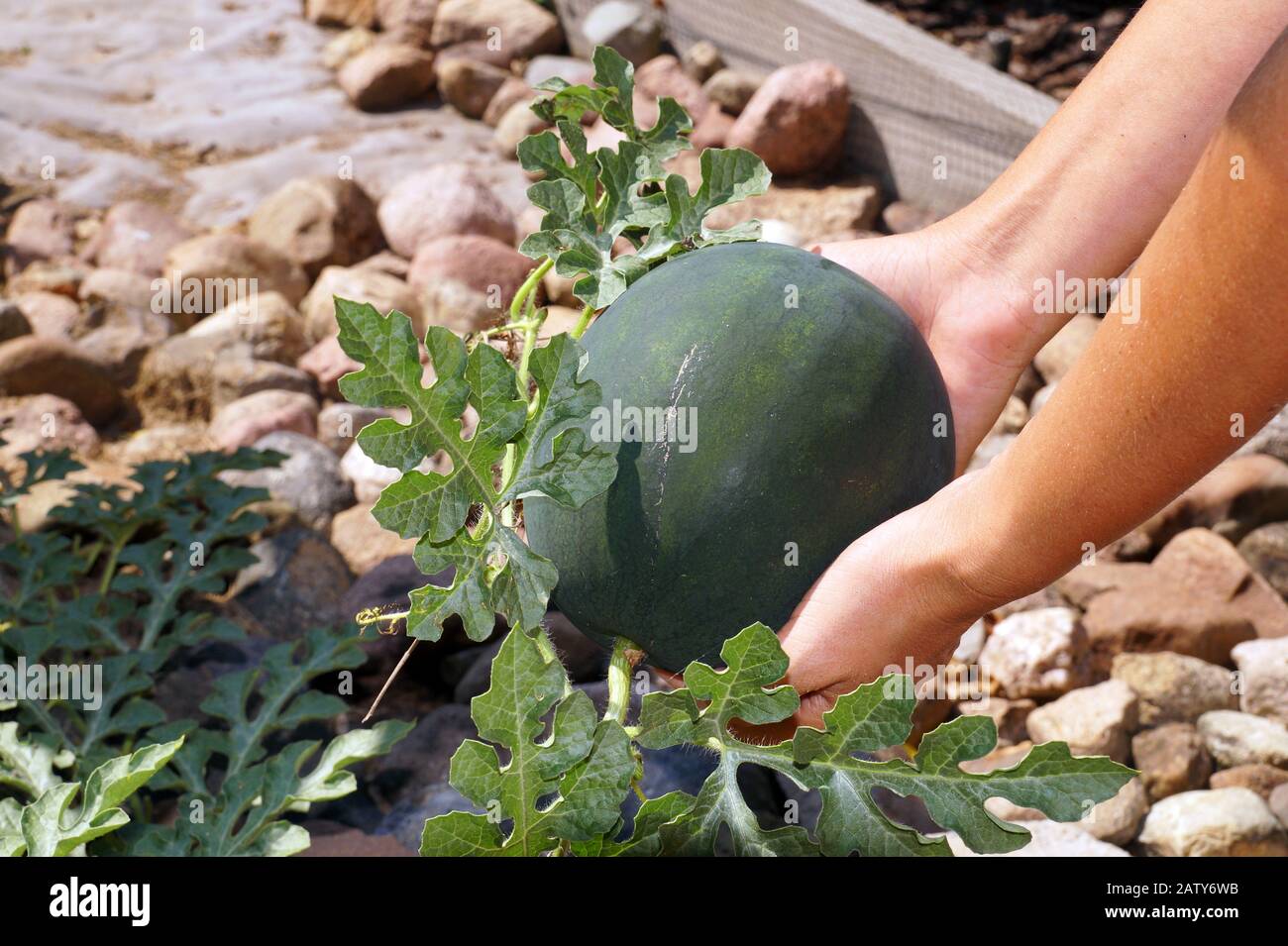 Scene from the garden. A tiny watermelon in a woman's hand Stock Photo ...