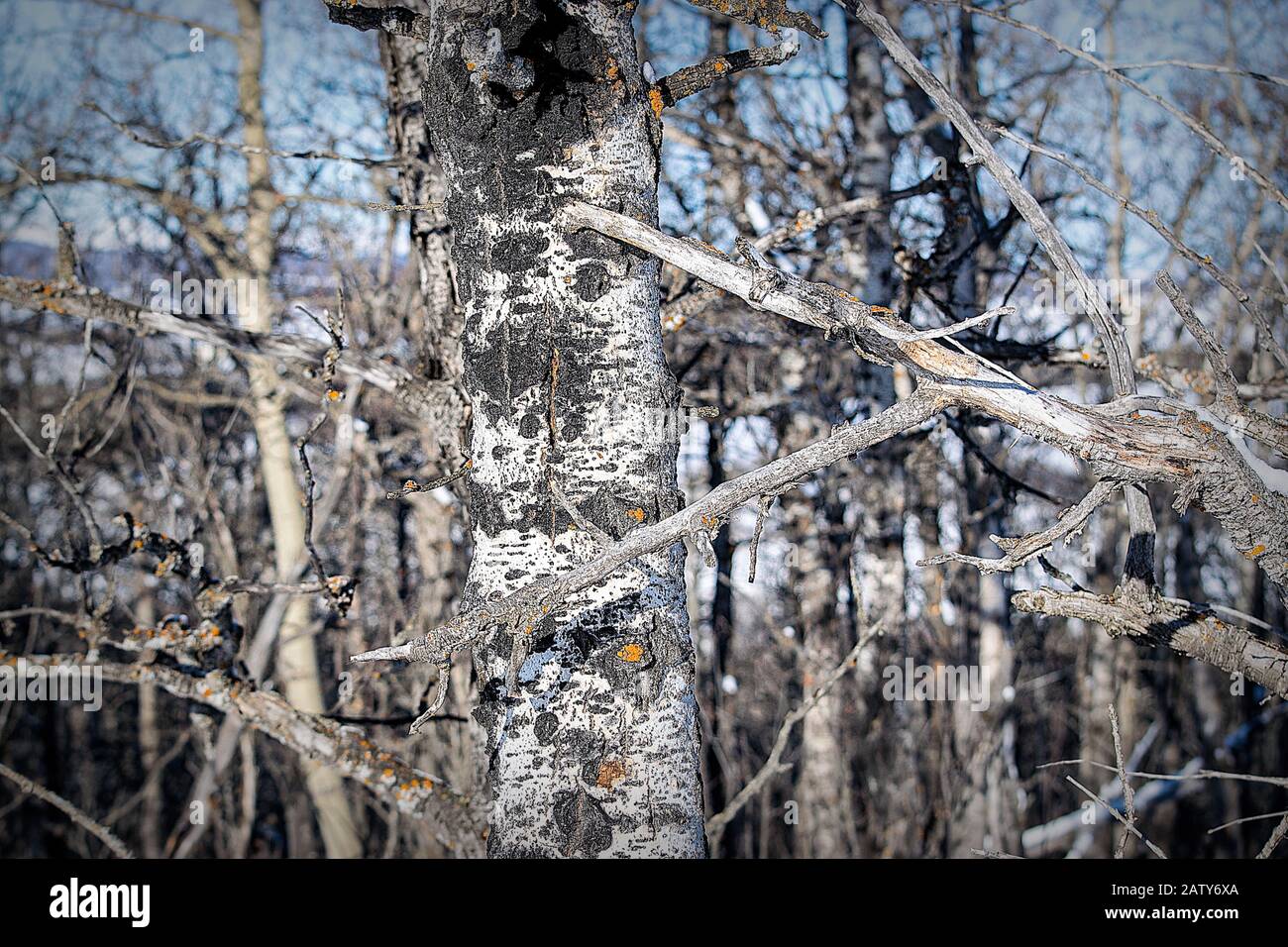 Hiking trail in the bush Stock Photo - Alamy