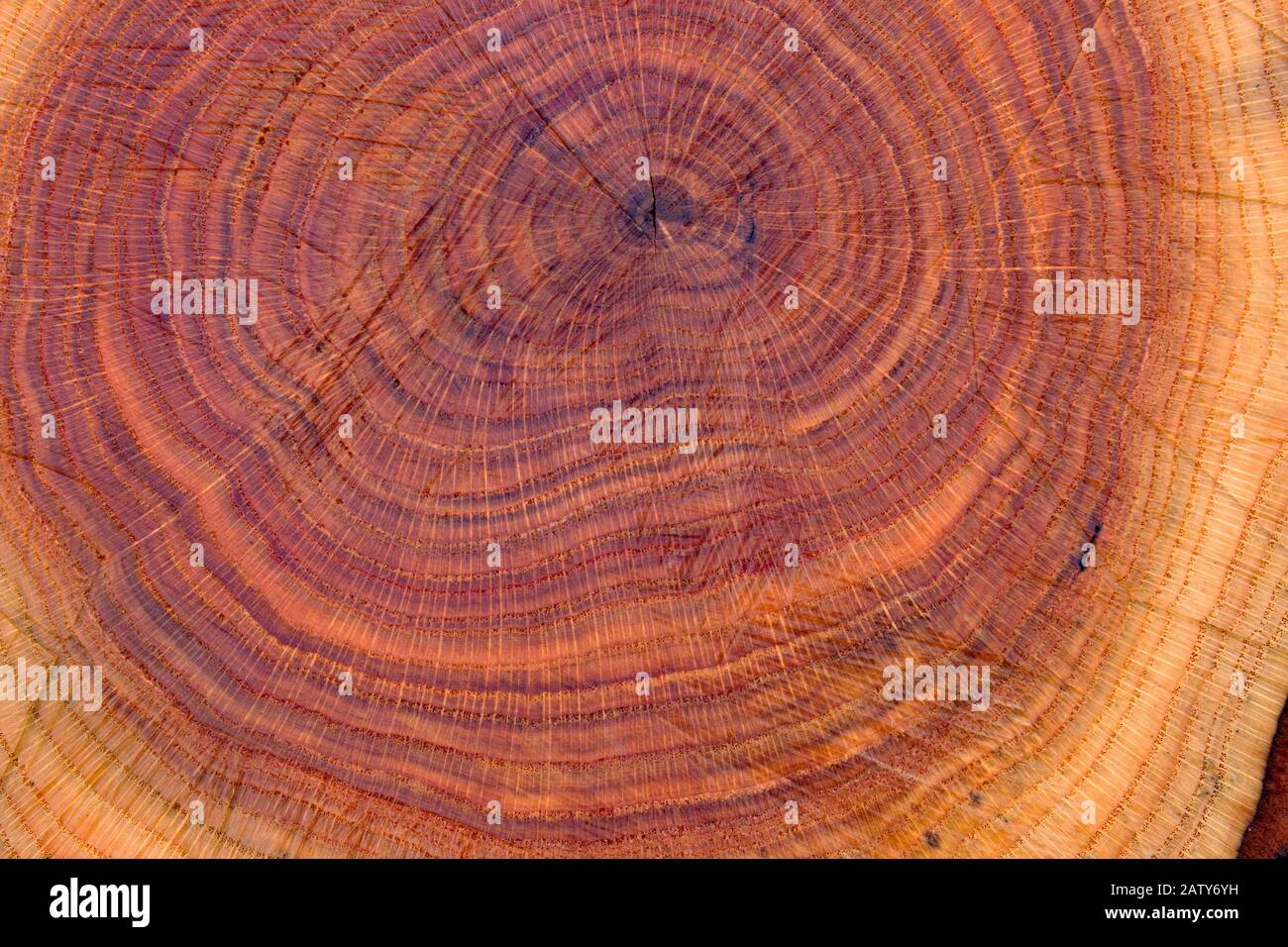 Oak Tree Rings