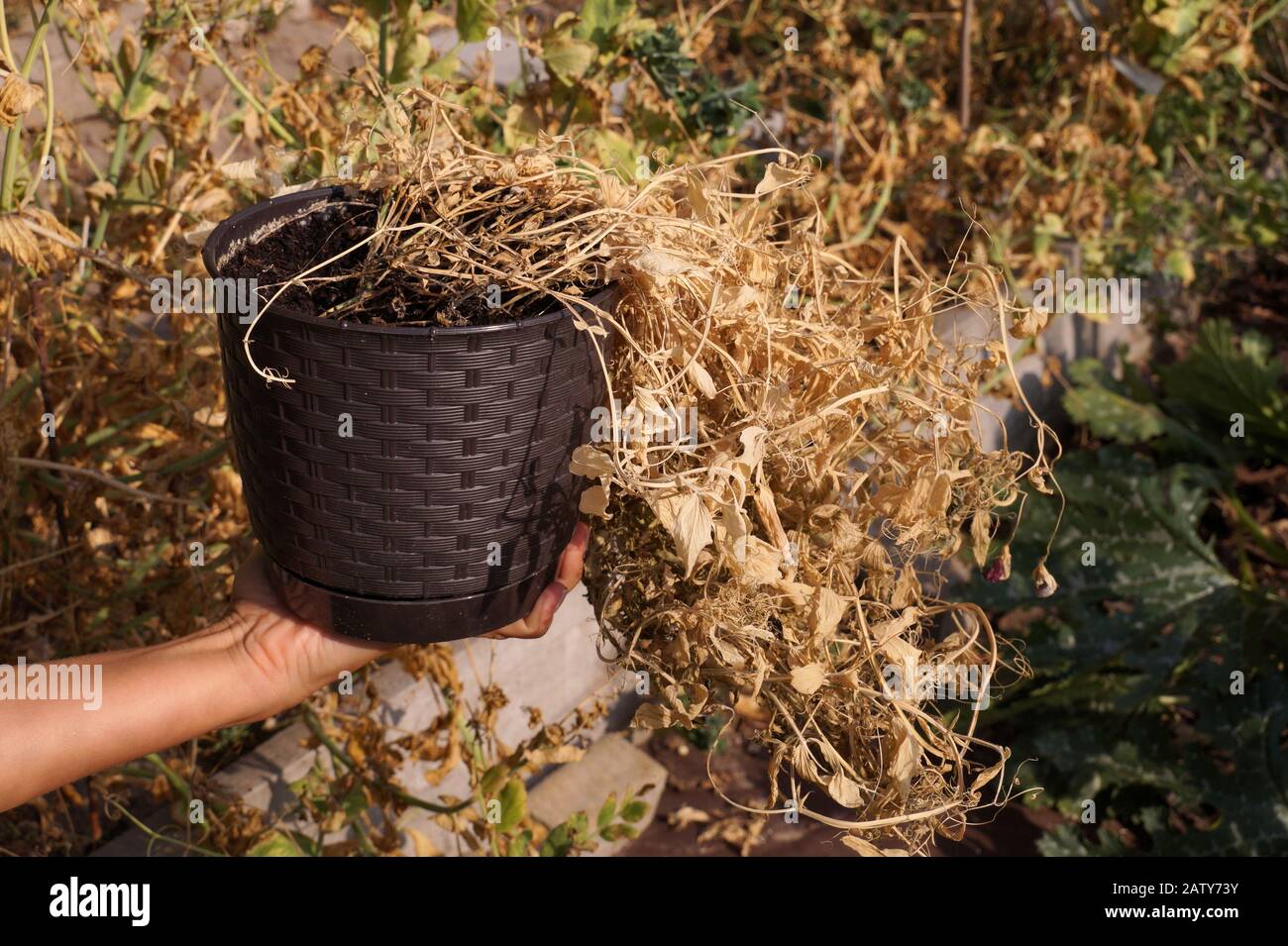View of plants damaged by drought. Climate change. Global warming Stock ...