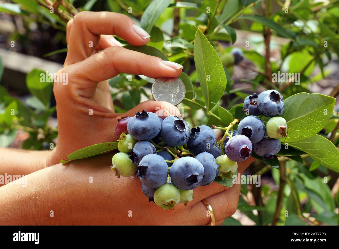 Size comparison to a five-cent coin. Blueberry with huge fruits Stock ...