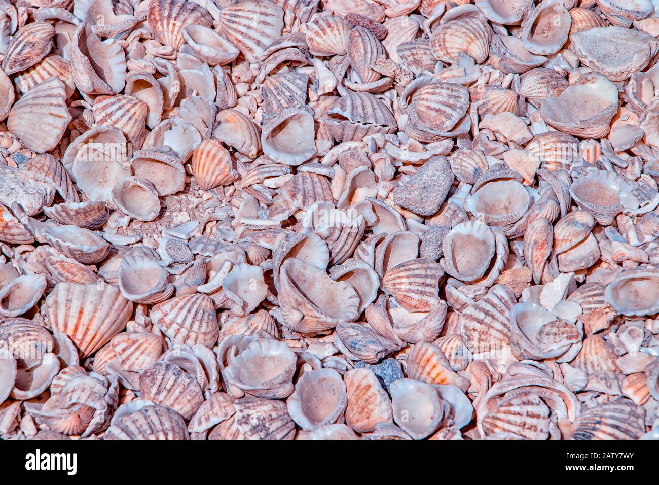 Nature background with many shells lie on all over the soil. It's on a ...