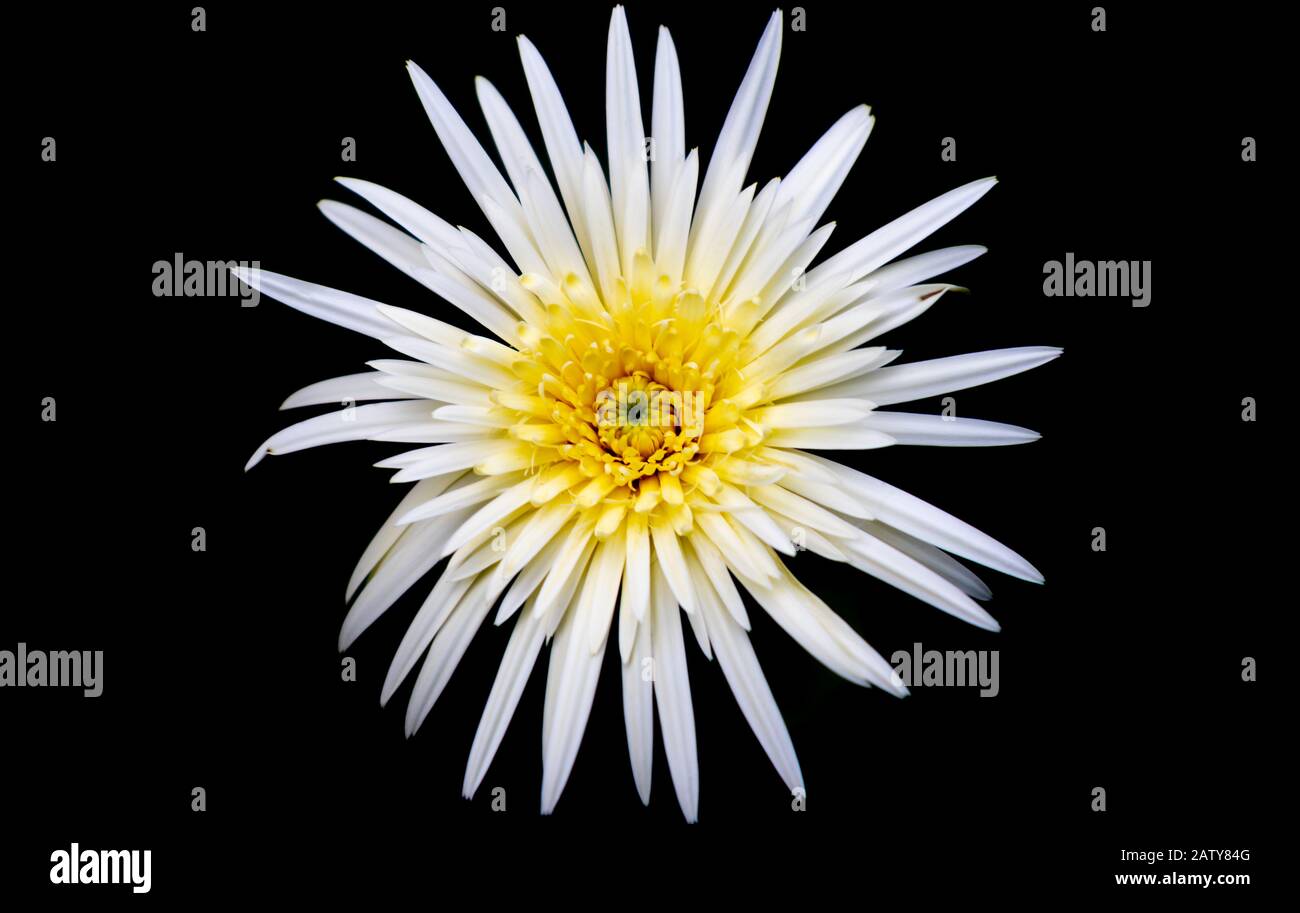 barbendasia flower in the peradeniya botanical garden Stock Photo - Alamy