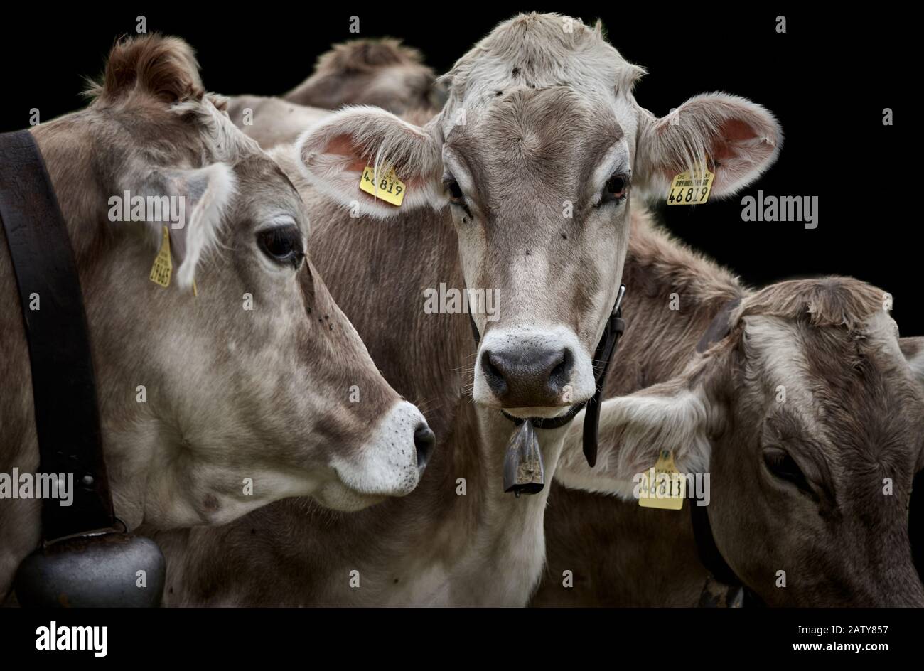 Cow bells hi-res stock photography and images - Alamy