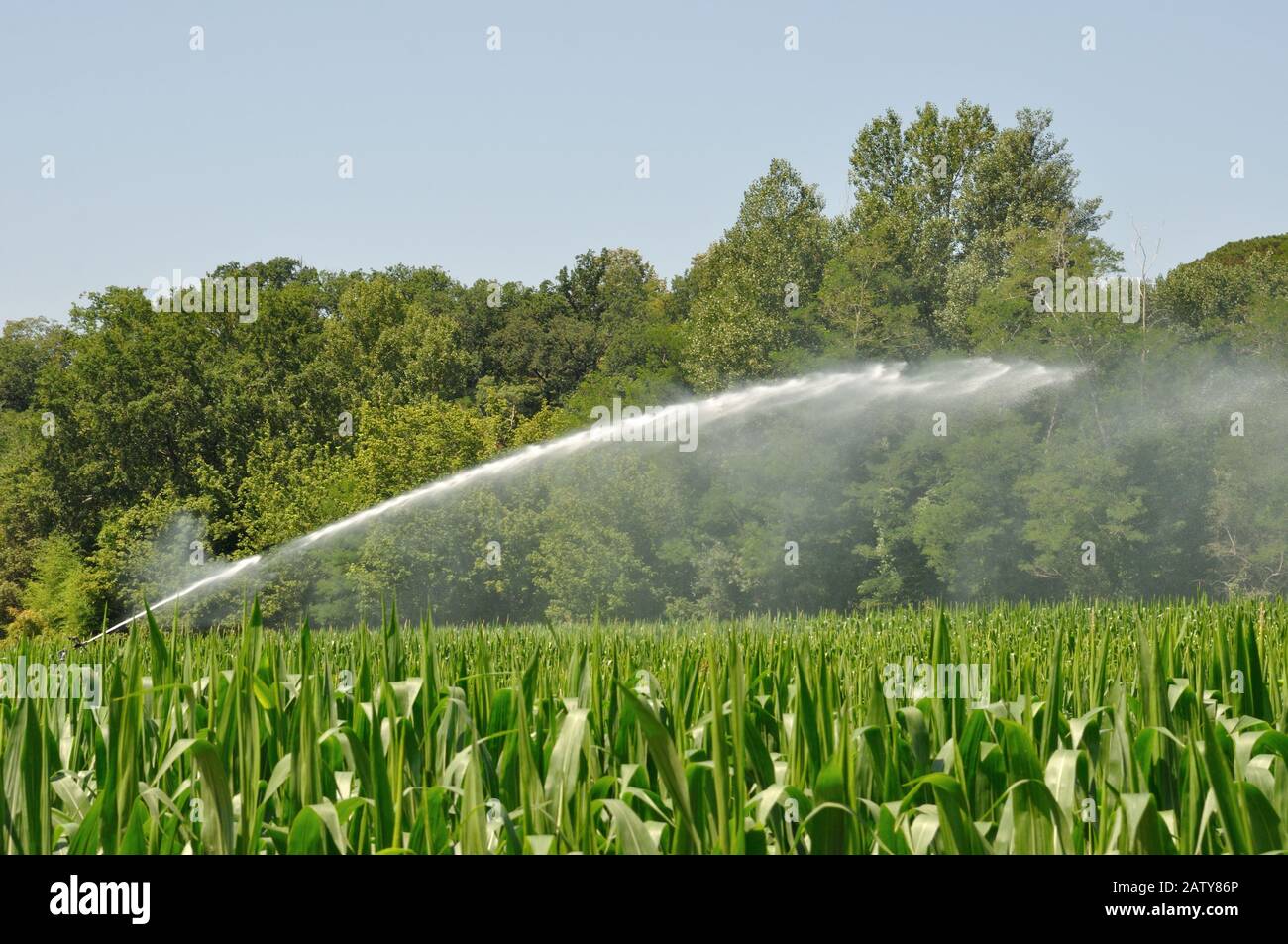 Water sprinkler installation in a field of maize Stock Photo - Alamy