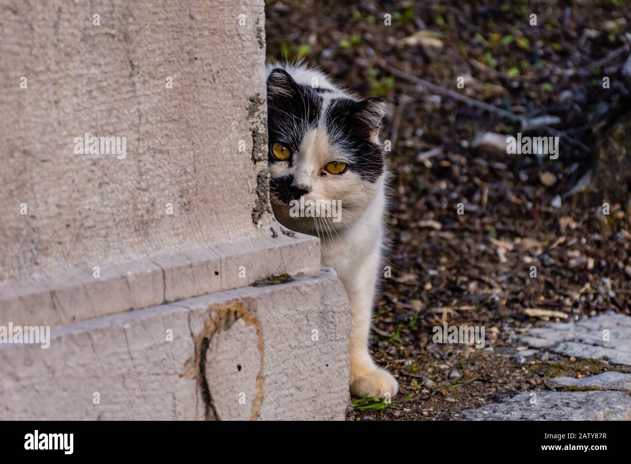 Scared cat hiding hi-res stock photography and images - Alamy