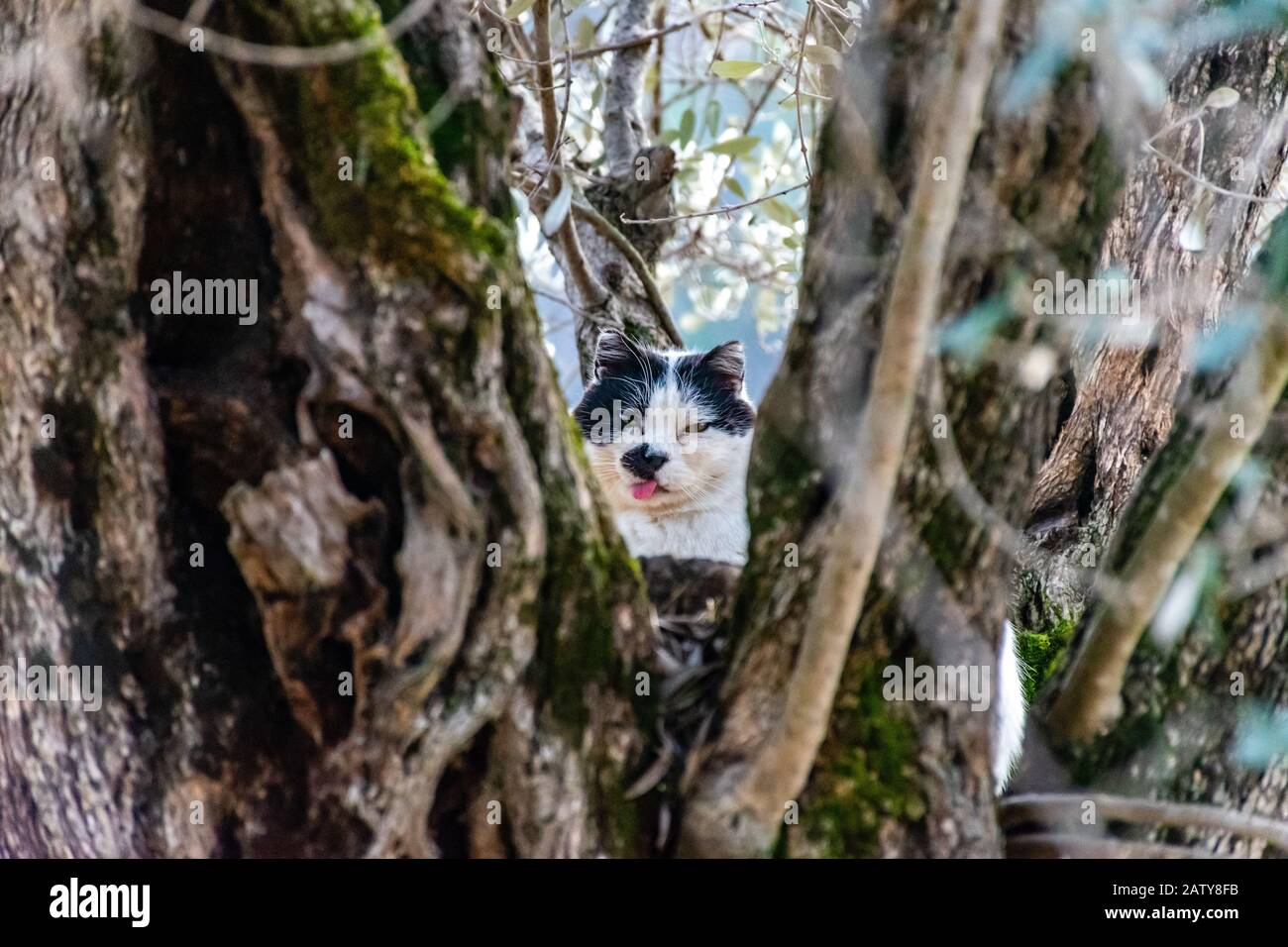 A dumb looking cat sitting on a tree stump hiding behind branches with ...