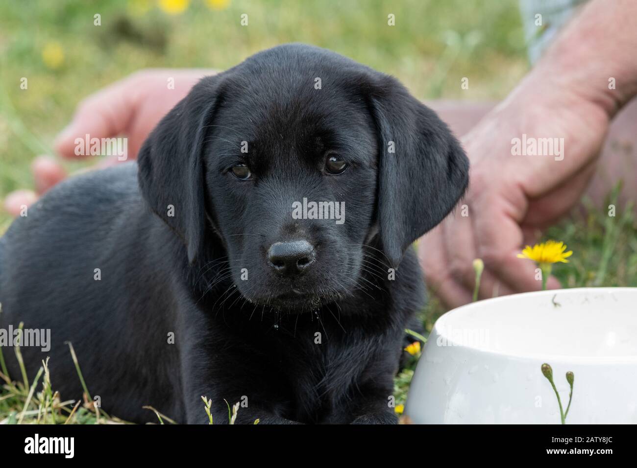 Cute portrait of an 8 week old black Labrador puppy sitting on the ...