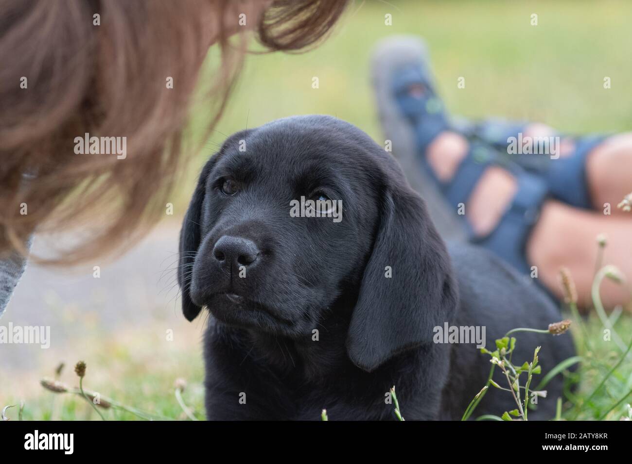 Cute portrait of an 8 week old black Labrador puppy looking at it's ...