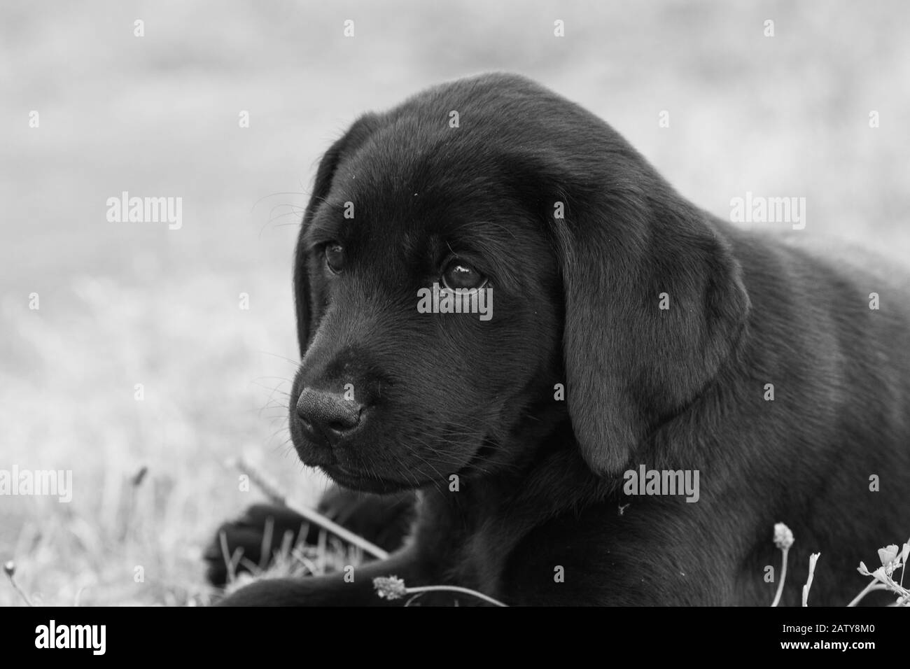 Black and white portrait of an 8 week old black Labrador puppy relaxing ...