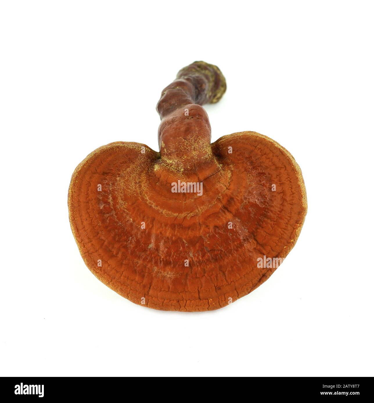 Ganoderma lucidum isolated on white background. Lingzhi mushroom.Also ...