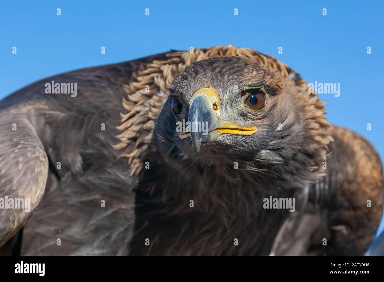 Portrait of Golden eagle hunting head close up brown Stock Photo - Alamy