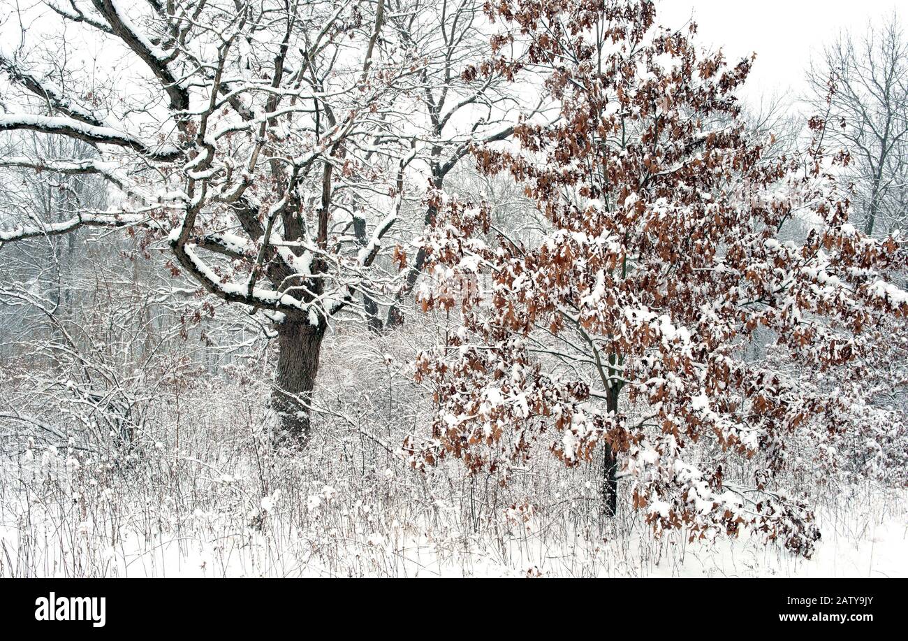 Trees sit covered with snow after a snowstorm in a county park in Lake ...