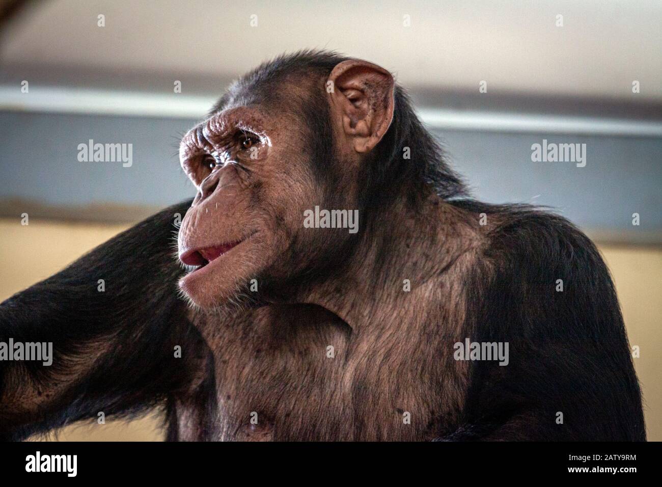 Big hairy monkey close-up. portrait of a pensive chimpanzee. Macaque on ...