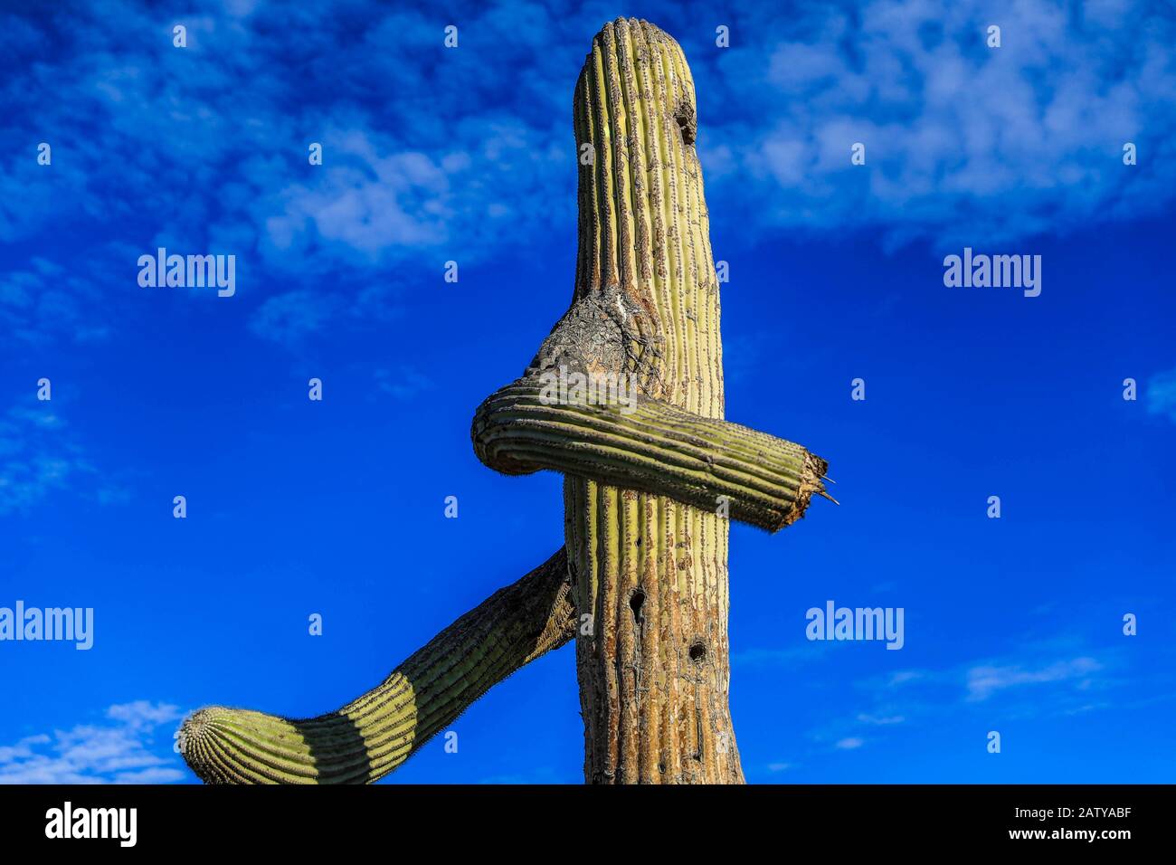Saguaro or Sahuaro (Carnegiea gigantea) shaped like a man. Typical ...