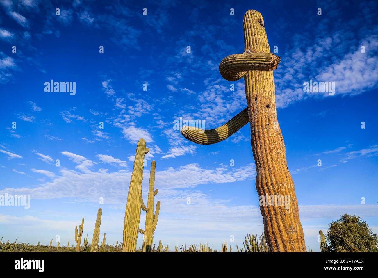 Saguaro or Sahuaro (Carnegiea gigantea) shaped like a man. Typical ...