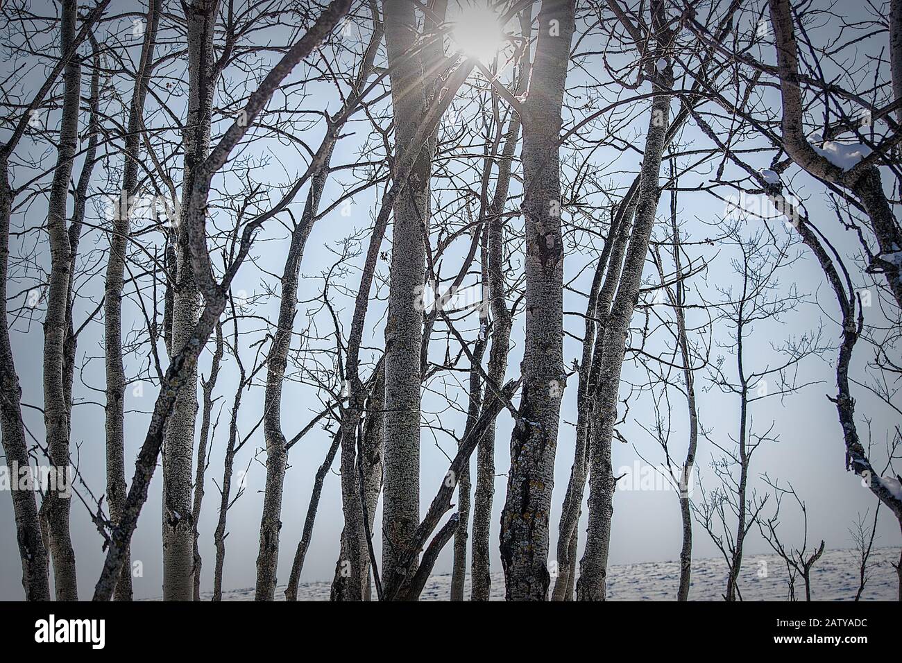 Hiking trail in the bush Stock Photo - Alamy