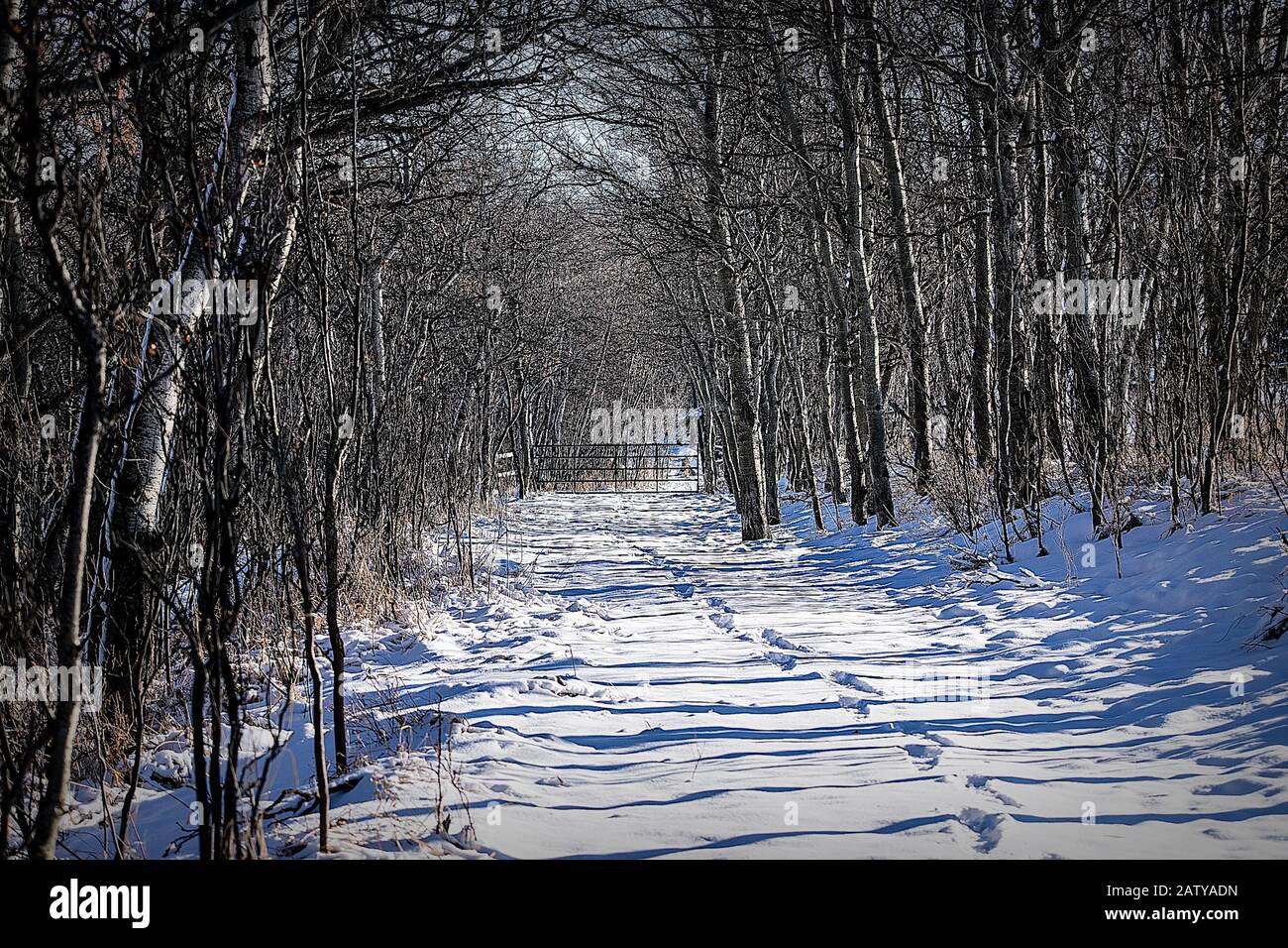 Hiking trail in the bush Stock Photo - Alamy
