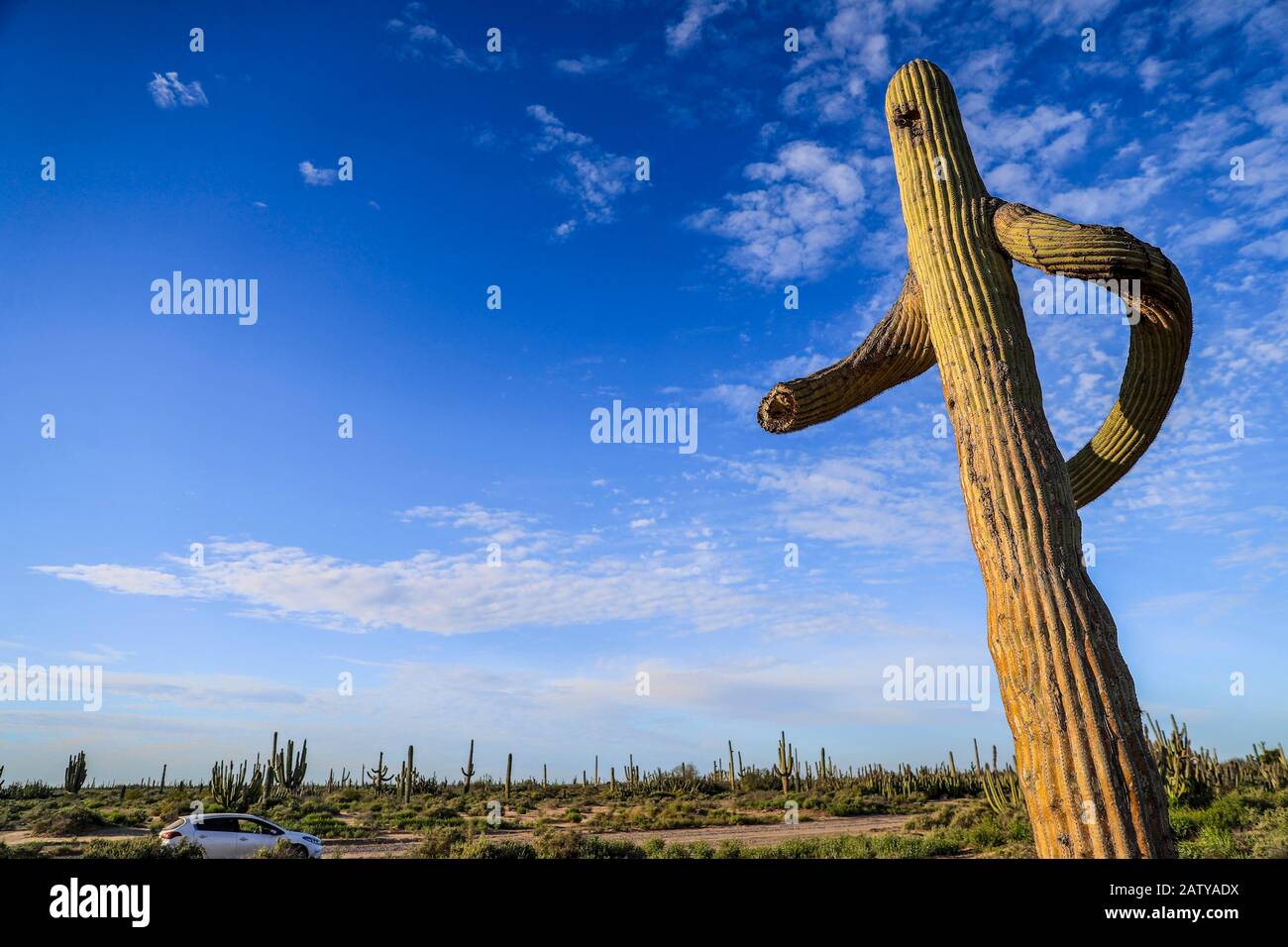 Saguaro or Sahuaro (Carnegiea gigantea) shaped like a man. Typical ...