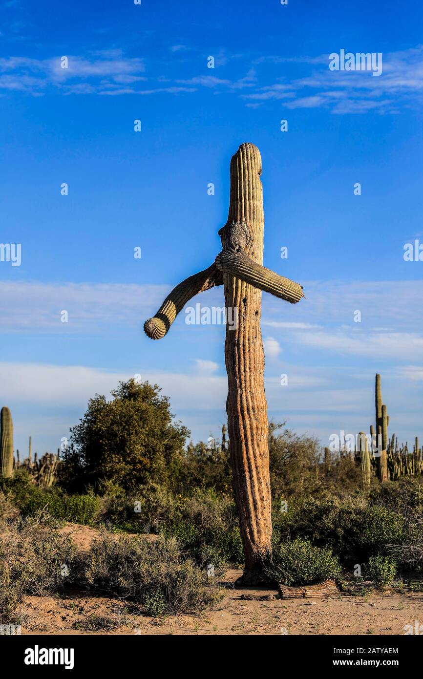 Saguaro or Sahuaro (Carnegiea gigantea) shaped like a man. Typical ...