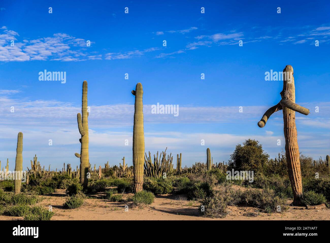Saguaro or Sahuaro (Carnegiea gigantea) shaped like a man. Typical ...