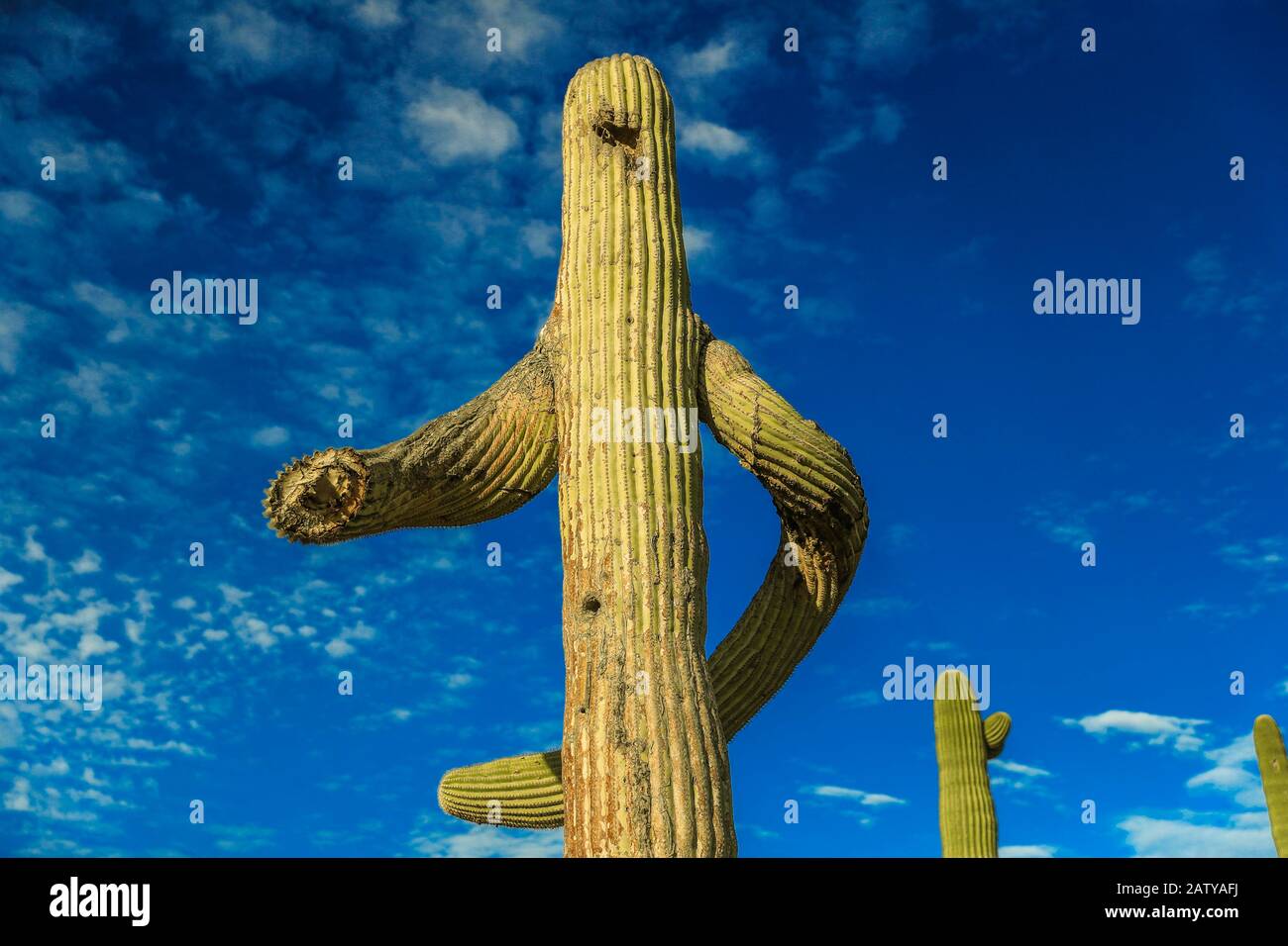 Saguaro or Sahuaro (Carnegiea gigantea) shaped like a man. Typical ...