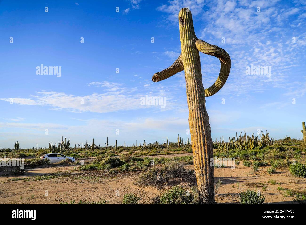 Saguaro or Sahuaro (Carnegiea gigantea) shaped like a man. Typical ...