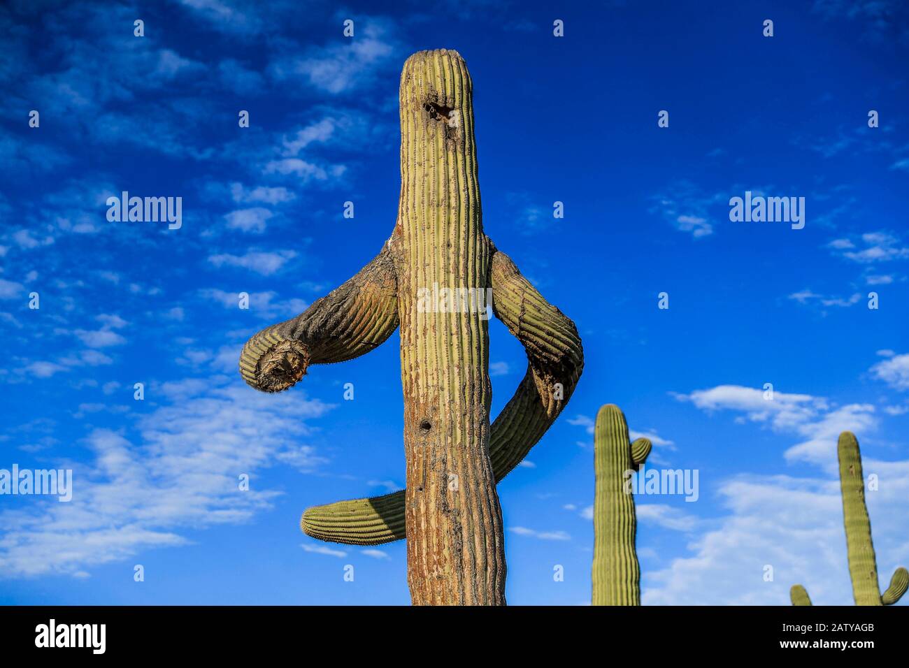 Saguaro or Sahuaro (Carnegiea gigantea) shaped like a man. Typical ...
