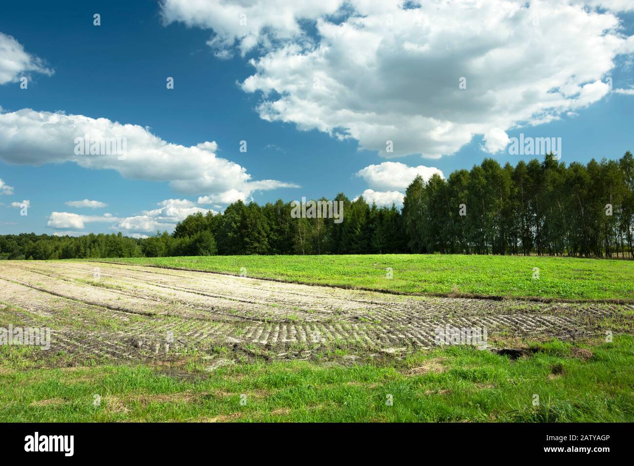 Sown grass hi-res stock photography and images - Alamy