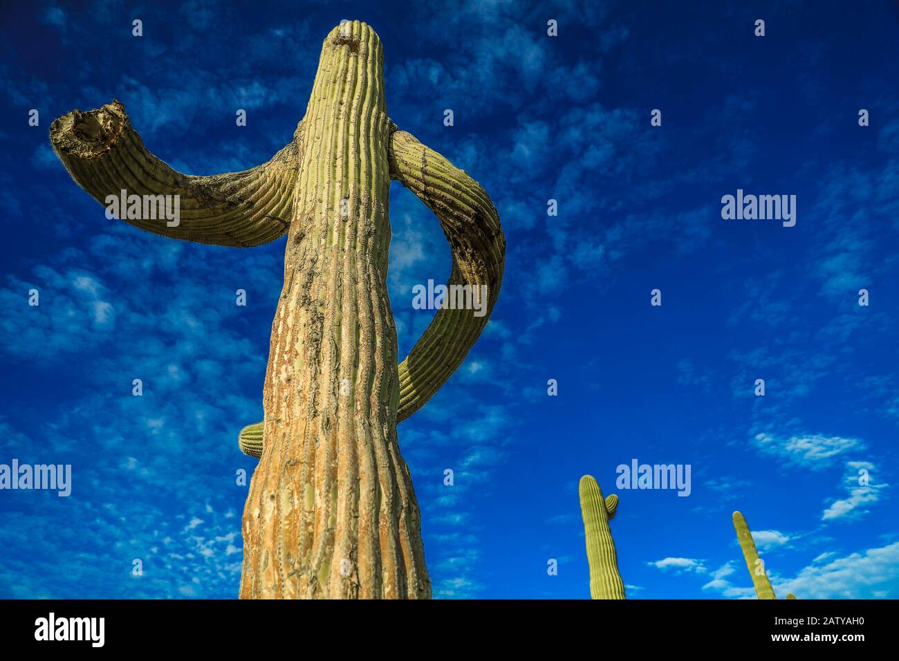 Saguaro or Sahuaro (Carnegiea gigantea) shaped like a man. Typical ...